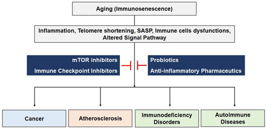 Immune Diseases Associated with Aging: Molecular Mechanisms and ...