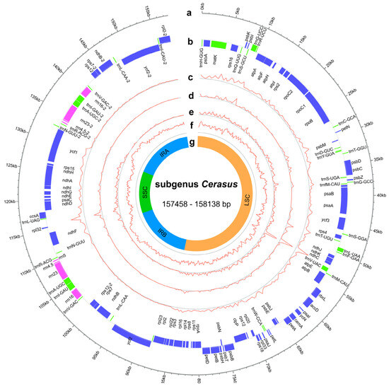 Evolution of Cherries (Prunus Subgenus Cerasus) Based on Chloroplast ...