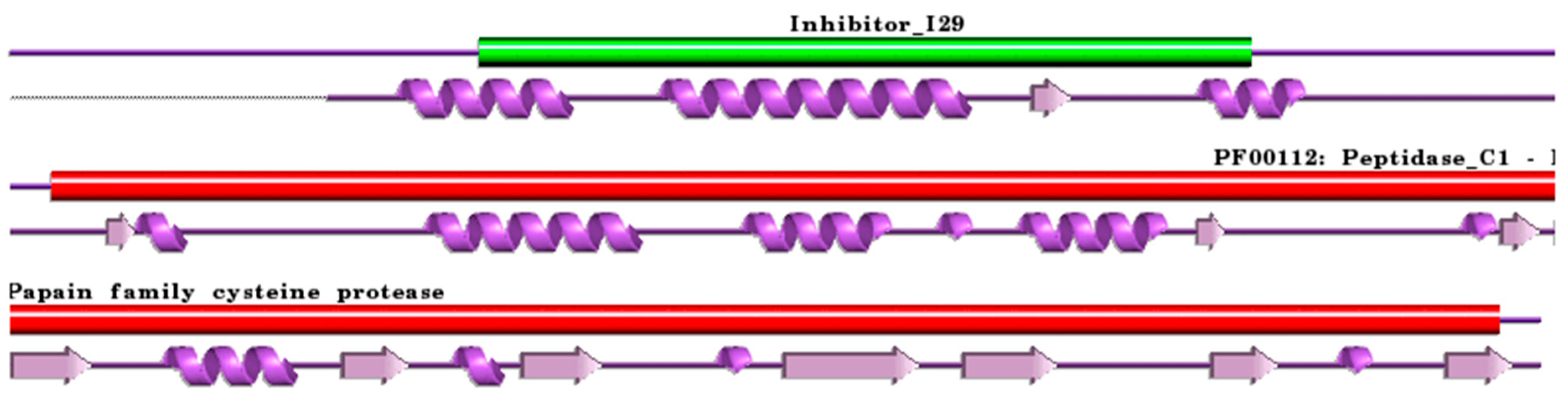 IJMS | Free Full-Text | The Role of Cysteine Protease Cathepsins B, H, C, and X/Z in ...