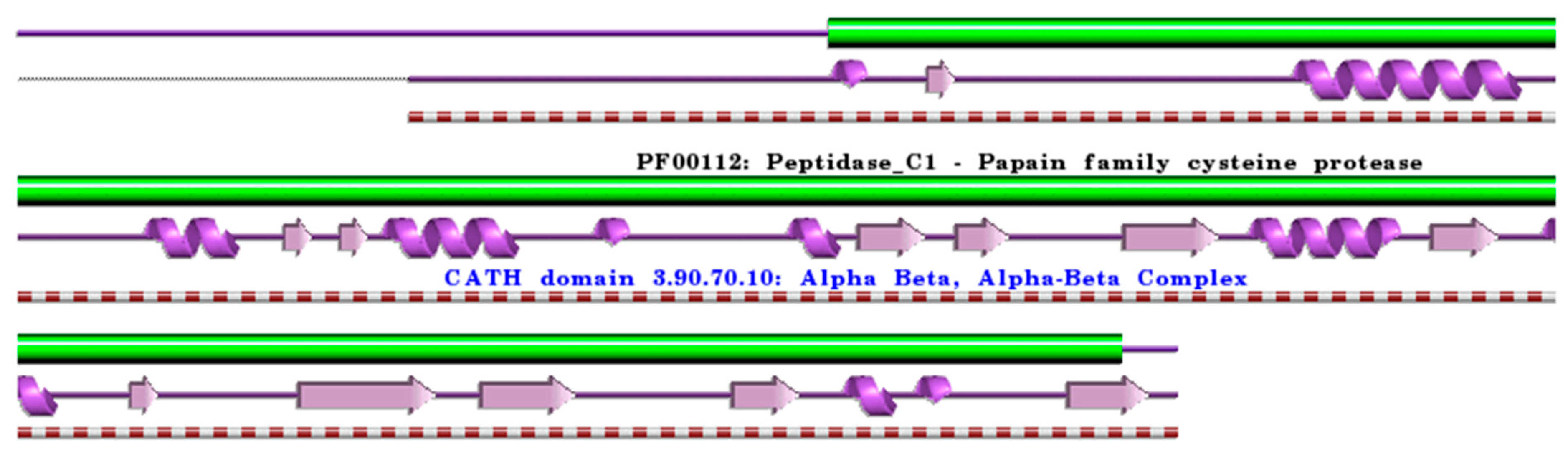 IJMS | Free Full-Text | The Role of Cysteine Protease Cathepsins B, H, C, and X/Z in ...