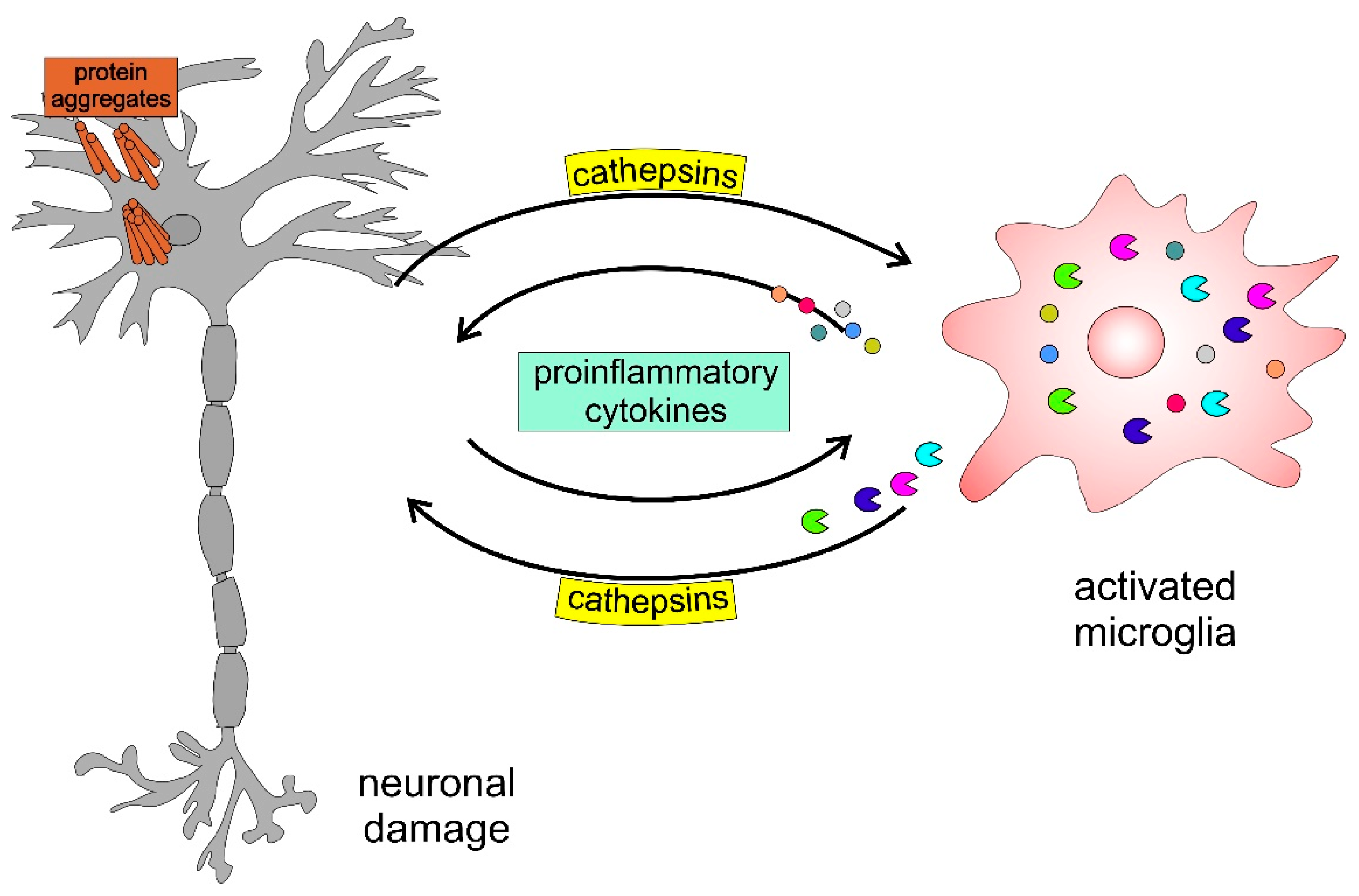 IJMS | Free Full-Text | The Role of Cysteine Protease Cathepsins B, H, C, and X/Z in ...