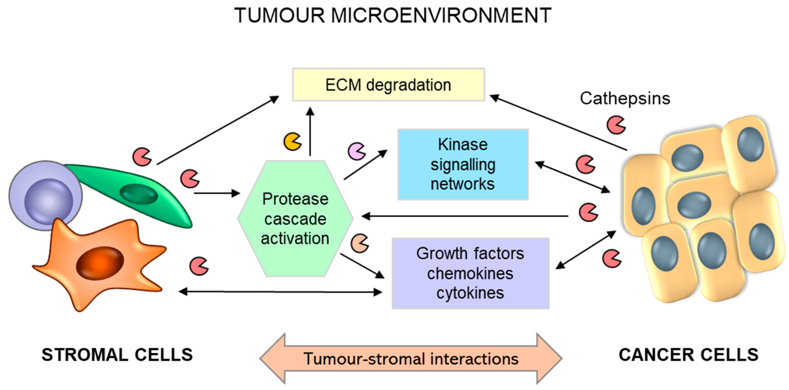 IJMS | Free Full-Text | The Role of Cysteine Protease Cathepsins B, H, C, and X/Z in ...