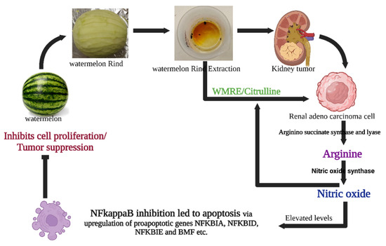 From Fruit Waste to Medical Insight: The Comprehensive Role of ...