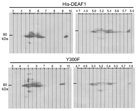 Transcriptional Regulation of the Human 5-HT1A Receptor Gene by Lithium ...