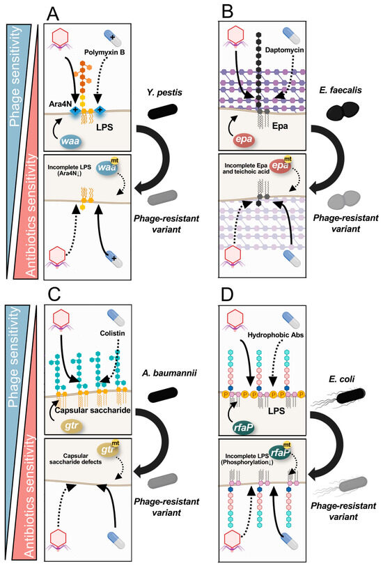 Fitness Trade-Offs between Phage and Antibiotic Sensitivity in Phage ...