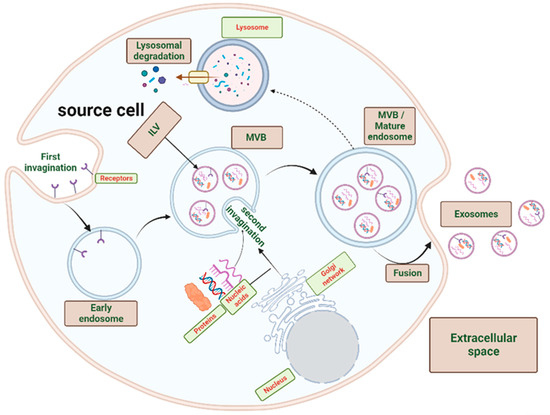 Exosomes Interactions with the Blood–Brain Barrier: Implications for ...