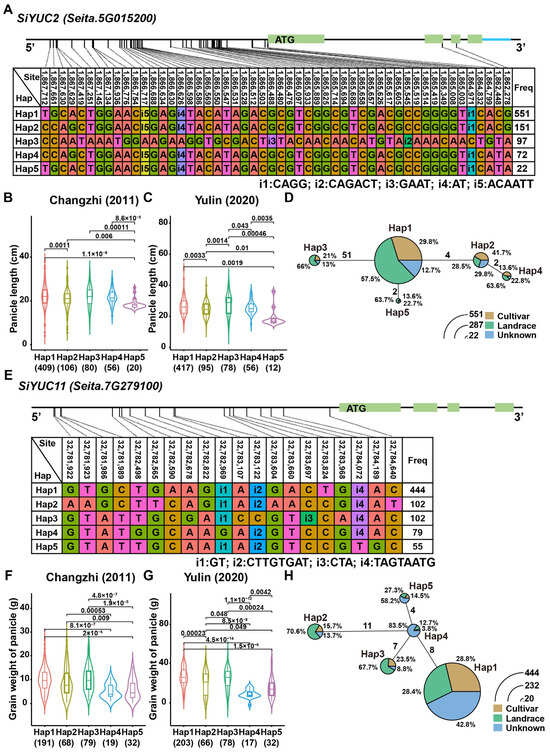 Genome-Wide Characterization and Haplotypic Variation Analysis of the ...