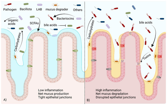 Immunostimulating Commensal Bacteria and Their Potential Use as Therapeutics