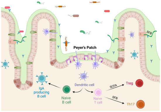 Immunostimulating Commensal Bacteria and Their Potential Use as Therapeutics