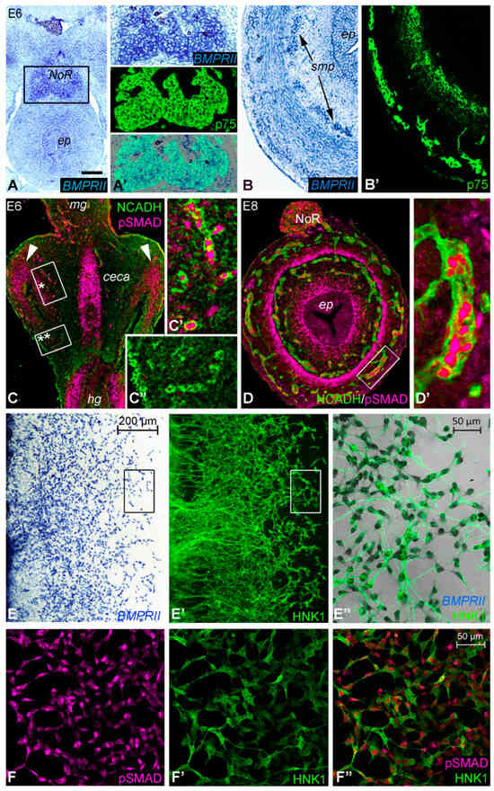 Essential Role of BMP4 Signaling in the Avian Ceca in Colorectal ...