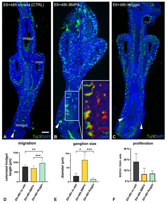 Essential Role of BMP4 Signaling in the Avian Ceca in Colorectal ...