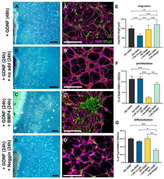 Essential Role of BMP4 Signaling in the Avian Ceca in Colorectal ...