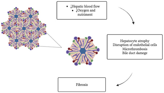 The Liver in Heart Failure: From Biomarkers to Clinical Risk