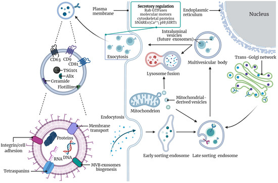 Unraveling the Intricate Roles of Exosomes in Cardiovascular Diseases ...