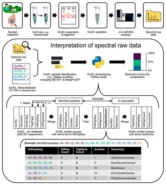 GroEL-Proteotyping of Bacterial Communities Using Tandem Mass Spectrometry