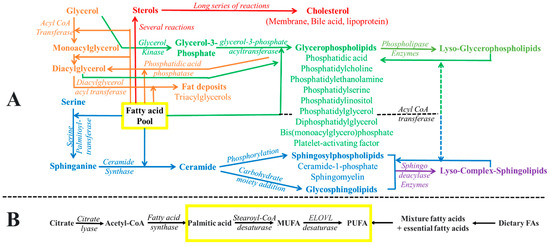 Review of Eukaryote Cellular Membrane Lipid Composition, with Special ...