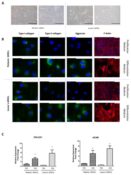 Cadaveric Adipose-Derived Stem Cells for Regenerative Medicine and Research