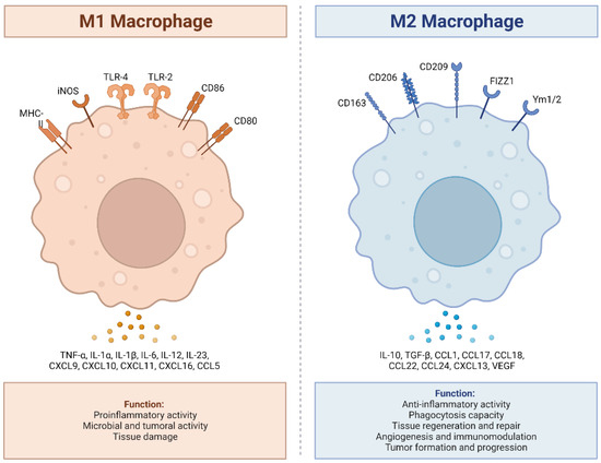 Cholinergic Polarization of Human Macrophages