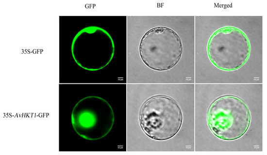 A High-K+ Affinity Transporter (HKT) from Actinidia valvata Is Involved ...