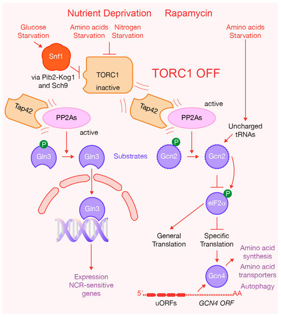 IJMS | Free Full-Text | TOR Complex 1: Orchestrating Nutrient Signaling ...