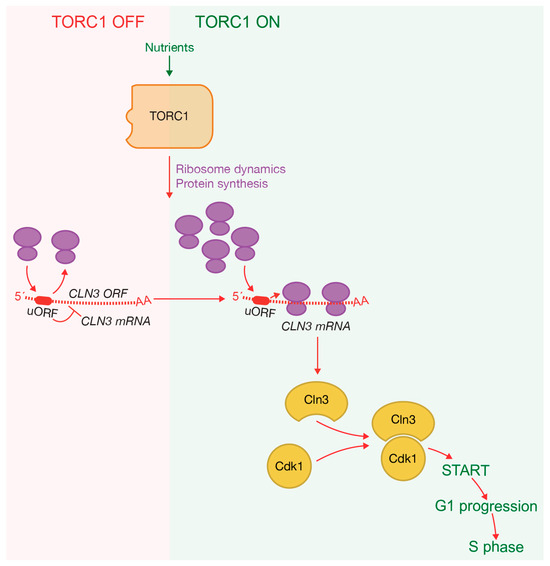 IJMS | Free Full-Text | TOR Complex 1: Orchestrating Nutrient Signaling ...