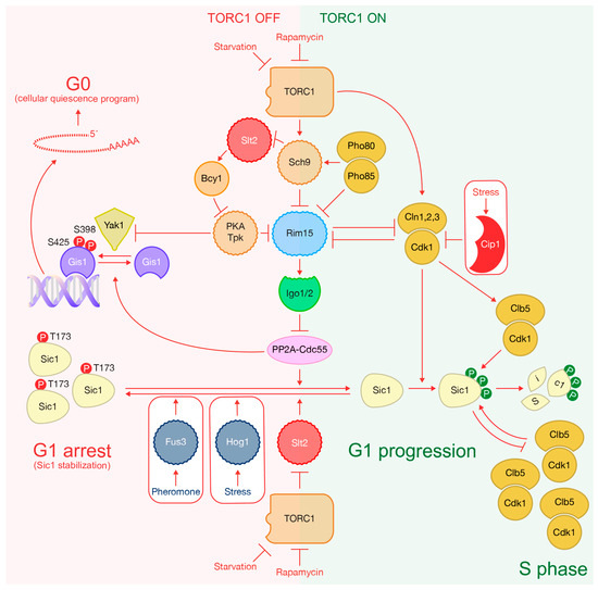 IJMS | Free Full-Text | TOR Complex 1: Orchestrating Nutrient Signaling ...