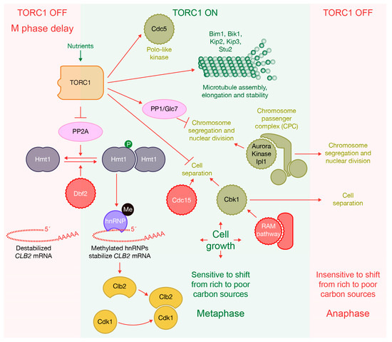 TOR Complex 1: Orchestrating Nutrient Signaling and Cell Cycle Progression