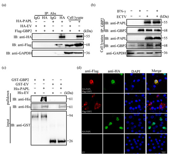 The Viral Protein Poly(A) Polymerase Catalytic Subunit Interacts with ...