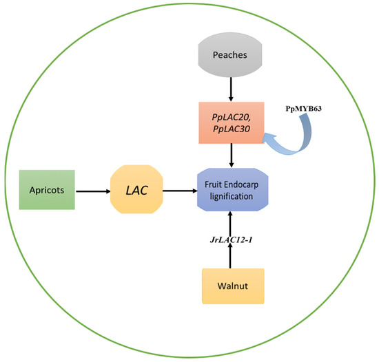 IJMS | Free Full-Text | Contribution of the LAC Genes in Fruit Quality ...