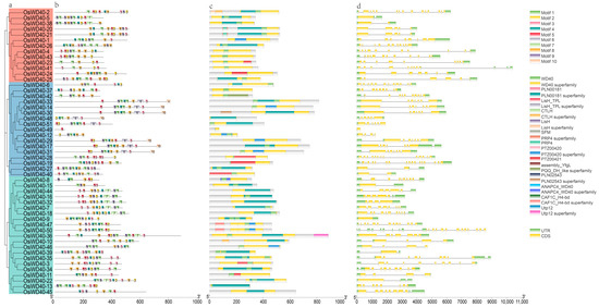 IJMS | Free Full-Text | Genome-Wide Identification, Evolution, and Expression Analysis of the ...