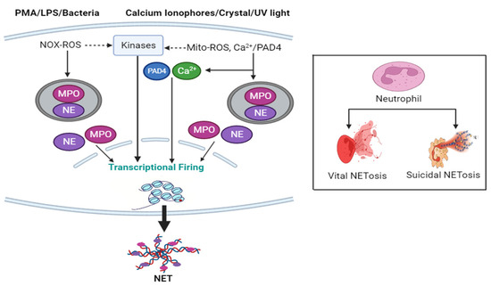 Role of Neutrophil Extracellular Traps in Health and Disease ...