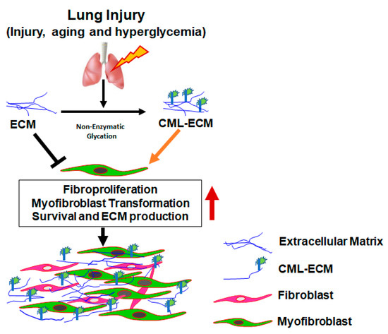 Nε-Carboxymethyl-Lysine Modification of Extracellular Matrix Proteins ...