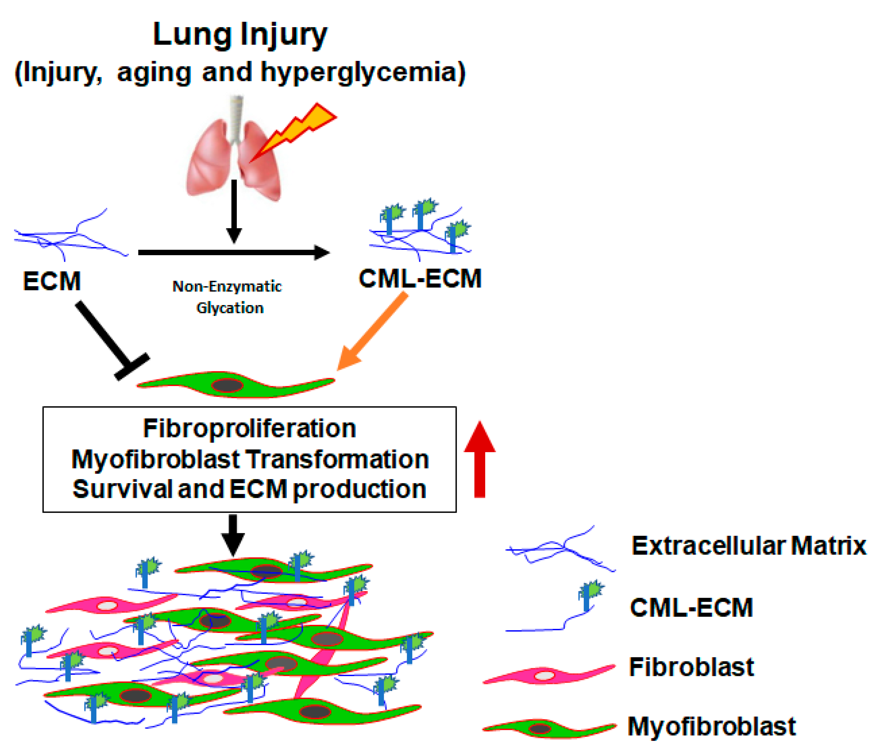 Nε-Carboxymethyl-Lysine Modification of Extracellular Matrix Proteins ...