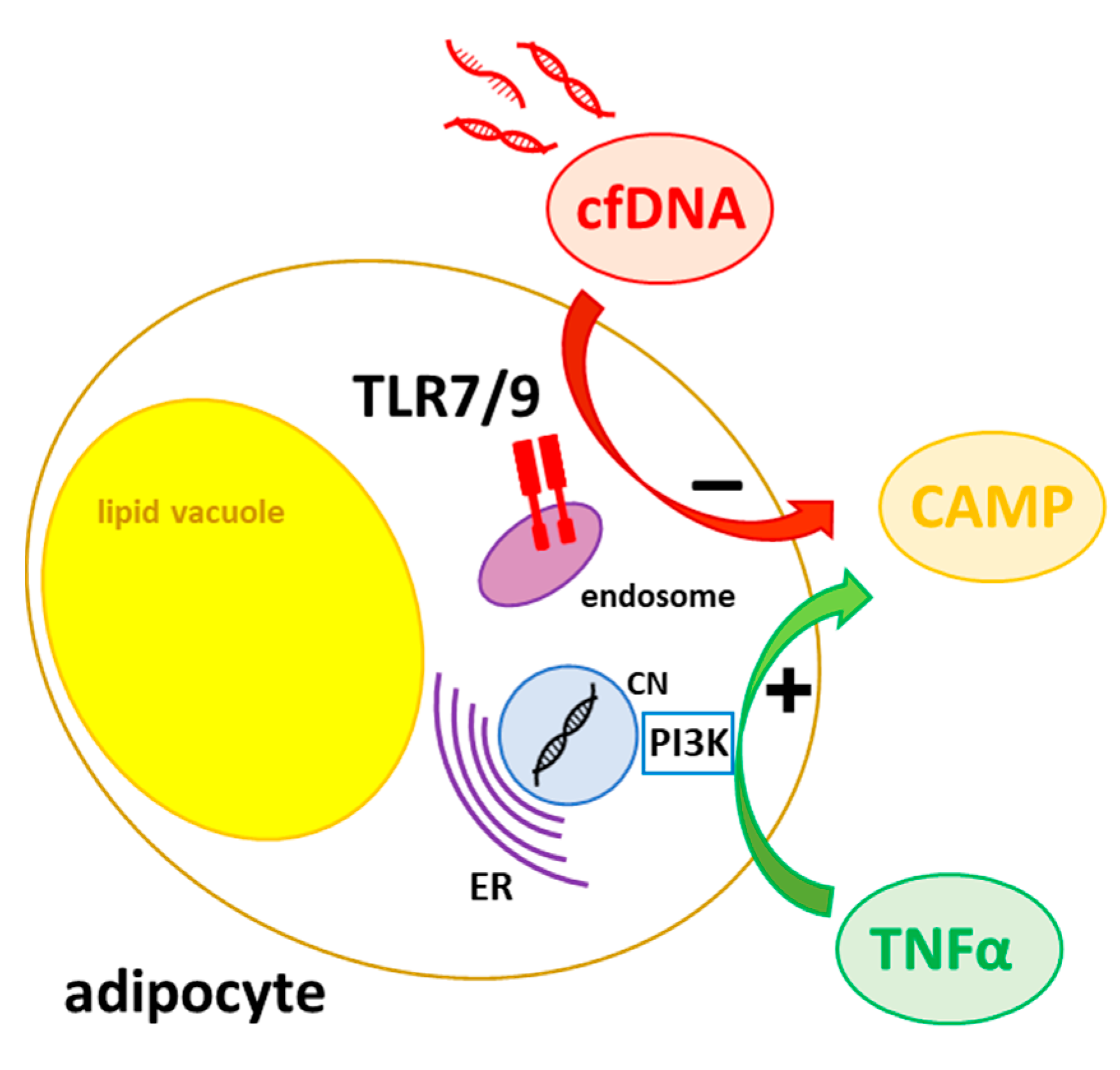 Regulation of Cathelicidin Antimicrobial Peptide (CAMP) Gene Expression ...