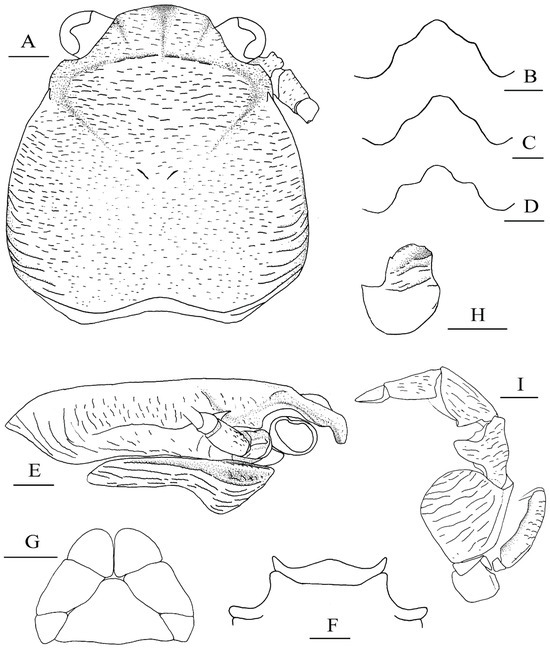 Phylogenetics and Population Genetics of the Petrolisthes lamarckii–P ...