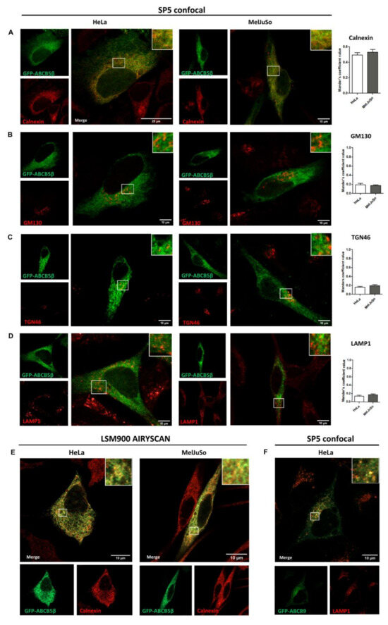 The β Isoform of Human ATP-Binding Cassette B5 Transporter, ABCB5β ...