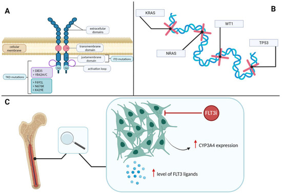 IJMS | Free Full-Text | AML under the Scope: Current Strategies and Treatment Involving FLT3 ...