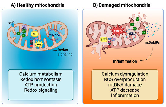 IJMS | Free Full-Text | Mitochondrial Impairment: A Link for ...
