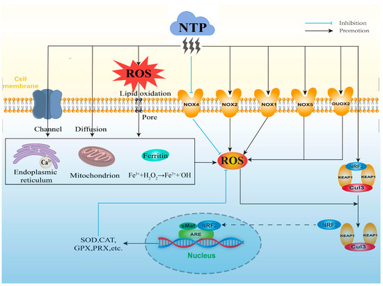 Effects and Mechanisms of Non-Thermal Plasma-Mediated ROS and Its ...