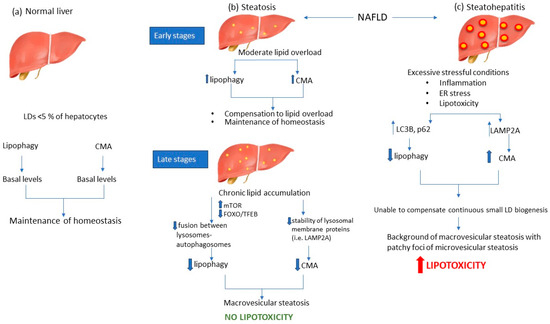 Involvement of Lipophagy and Chaperone-Mediated Autophagy in the ...