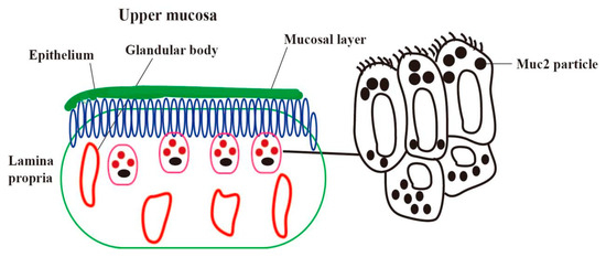Mechanism Underlying the Regulation of Mucin Secretion in the Uterus ...