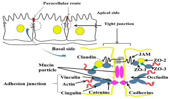 Mechanism Underlying the Regulation of Mucin Secretion in the Uterus ...