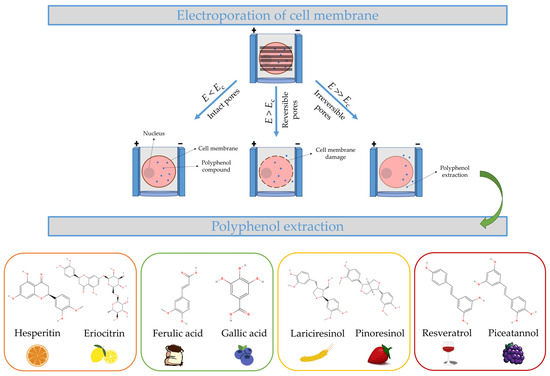 Polyphenol Extraction from Food (by) Products by Pulsed Electric Field ...