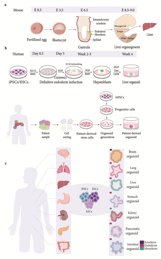 Modeling Liver Development and Disease in a Dish