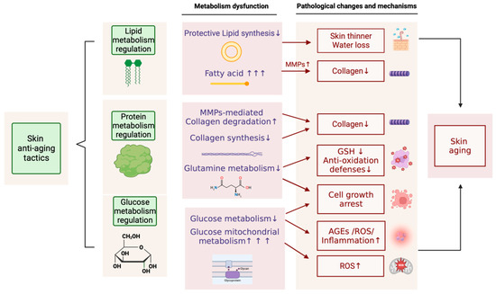 Research Progress in Skin Aging, Metabolism, and Related Products
