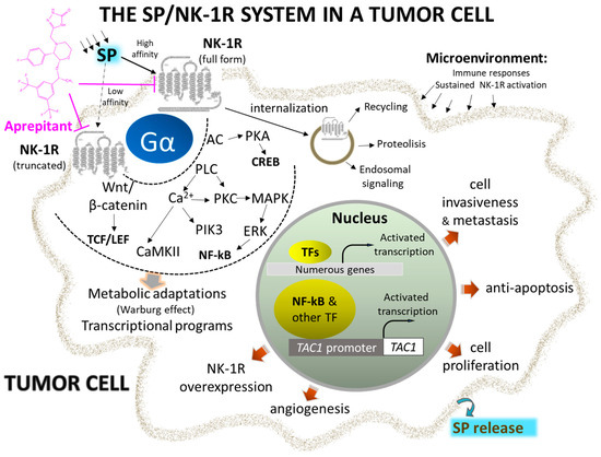 The Repurposing of Non-Peptide Neurokinin-1 Receptor Antagonists as ...