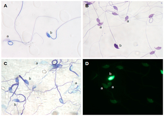 Sperm Chromatin Status and DNA Fragmentation in Mouse Species with ...