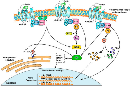 Gonadotropin-Releasing Hormone Receptor (GnRHR) and Hypogonadotropic Hypogonadism