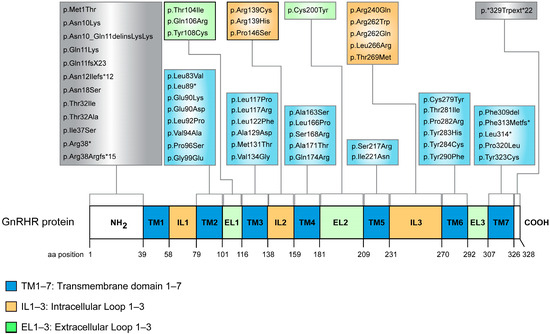 Gonadotropin-Releasing Hormone Receptor (GnRHR) and Hypogonadotropic ...