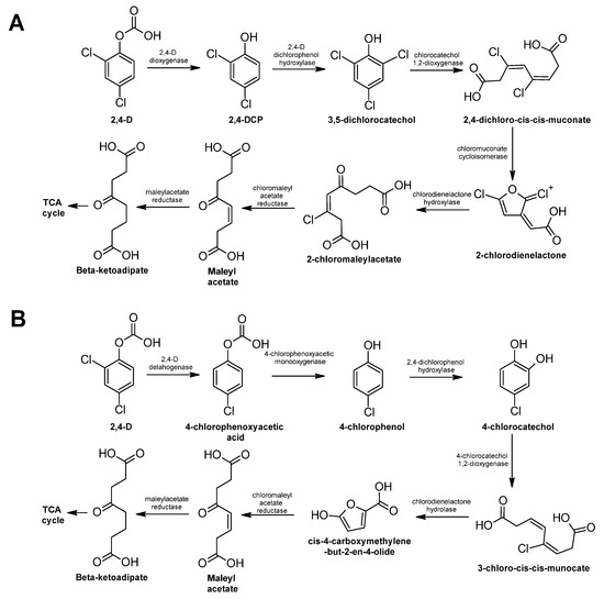 Microbiology and Biochemistry of Pesticides Biodegradation